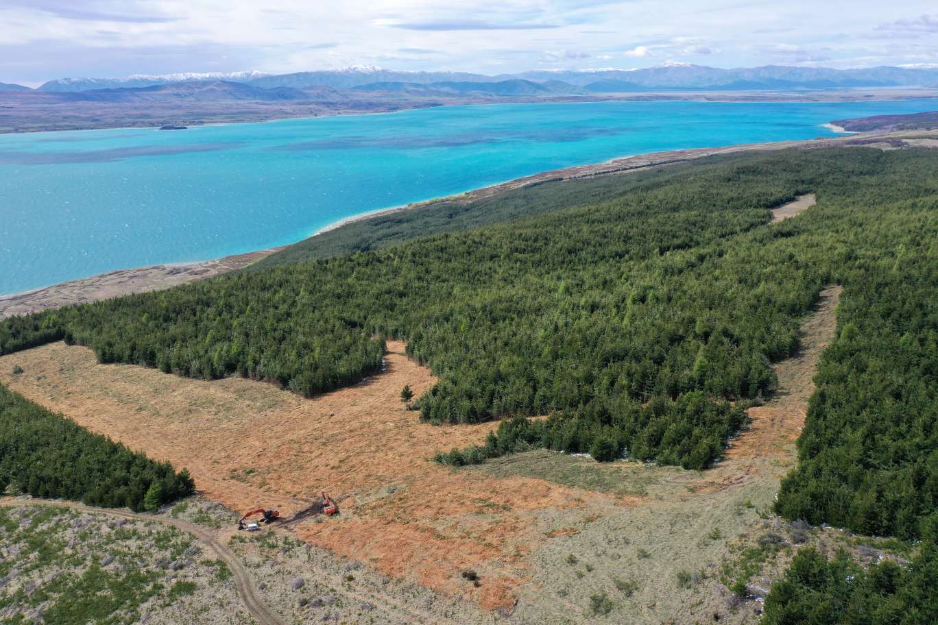 Pushing back contorta at Ferintosh | Wilding Pines