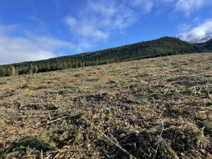 Pushing back contorta at Ferintosh | Wilding Pines